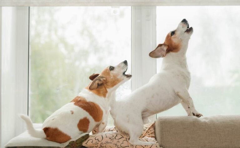 Dog Whining Decoded: What Your Pup’s Whimper Really Means - Canine Journal