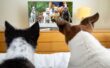 Entertaining Your Pup When You're Away: Does TV Or Music Help? - Canine ...