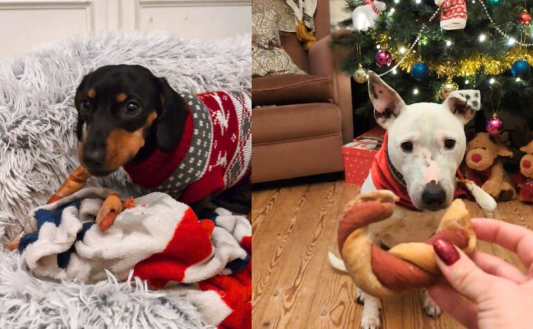 6 Best Homemade Christmas Cookies For Dogs: DIY Festive Dog Treats ...