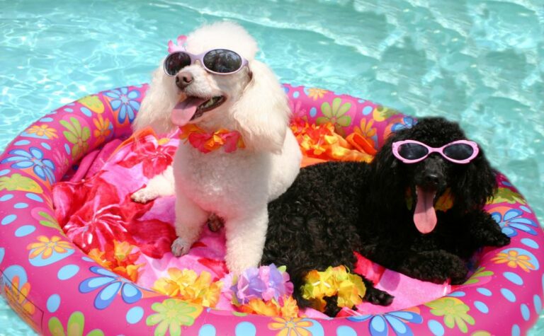 5 Best Dog Floaties For The Pool, Beach & More - Canine Journal