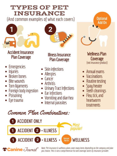 Is Pet Insurance Worth It In 2025? How Does Pet Insurance Work?