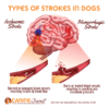 Symptoms Of A Dog Stroke: Types, Causes & Treatment Options