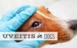 Uveitis In Dogs: Cause, Symptoms, Treatment & More - Canine Journal