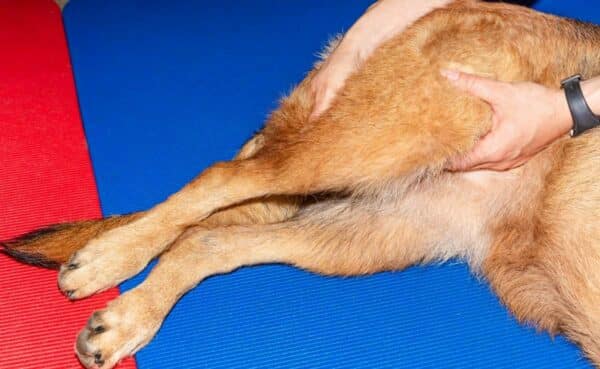 Canine Hip Dysplasia: Signs, Symptoms, Prevention, Treatment, End Stage ...