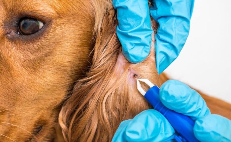 How To Safely Remove A Tick From A Dog (Video): With Vaseline, Tweezers ...