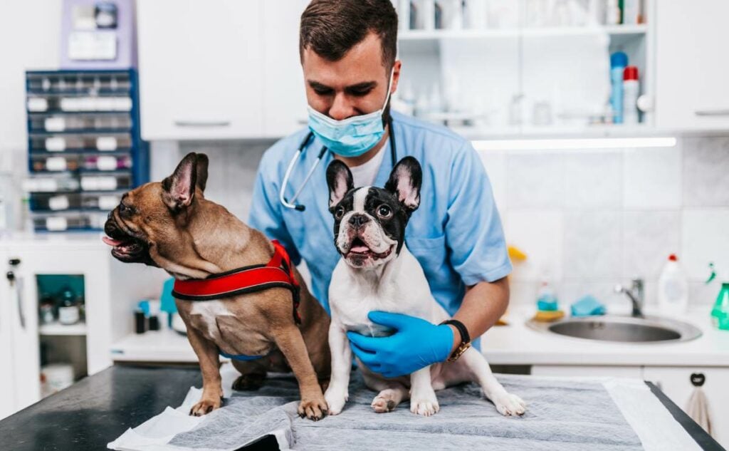 Is Your Frenchie At Risk? 11 Common French Bulldog Health Issues ...