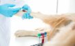 If Your Dog Has A Seizure, Here’s Exactly What To Do (And What Not To Do)