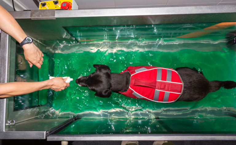 Hydrotherapy For Dogs: What Is It & How Can It Help Your Pet?