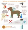 Dog Seizures: Causes, Symptoms, Signs, Treatments, And Medication ...
