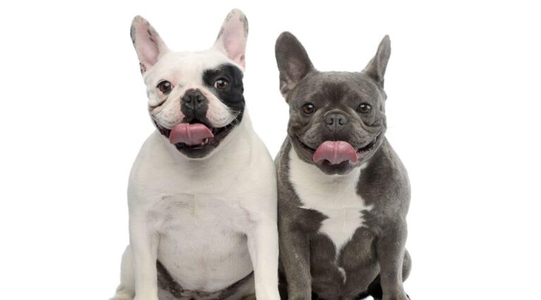 French Bulldog Guide: Cost, Lifespan, Colors, Temperament, Size & More