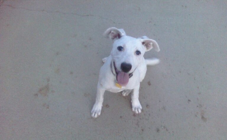Can Dogs Smile? The Truth Behind Those Happy Faces - Canine Journal