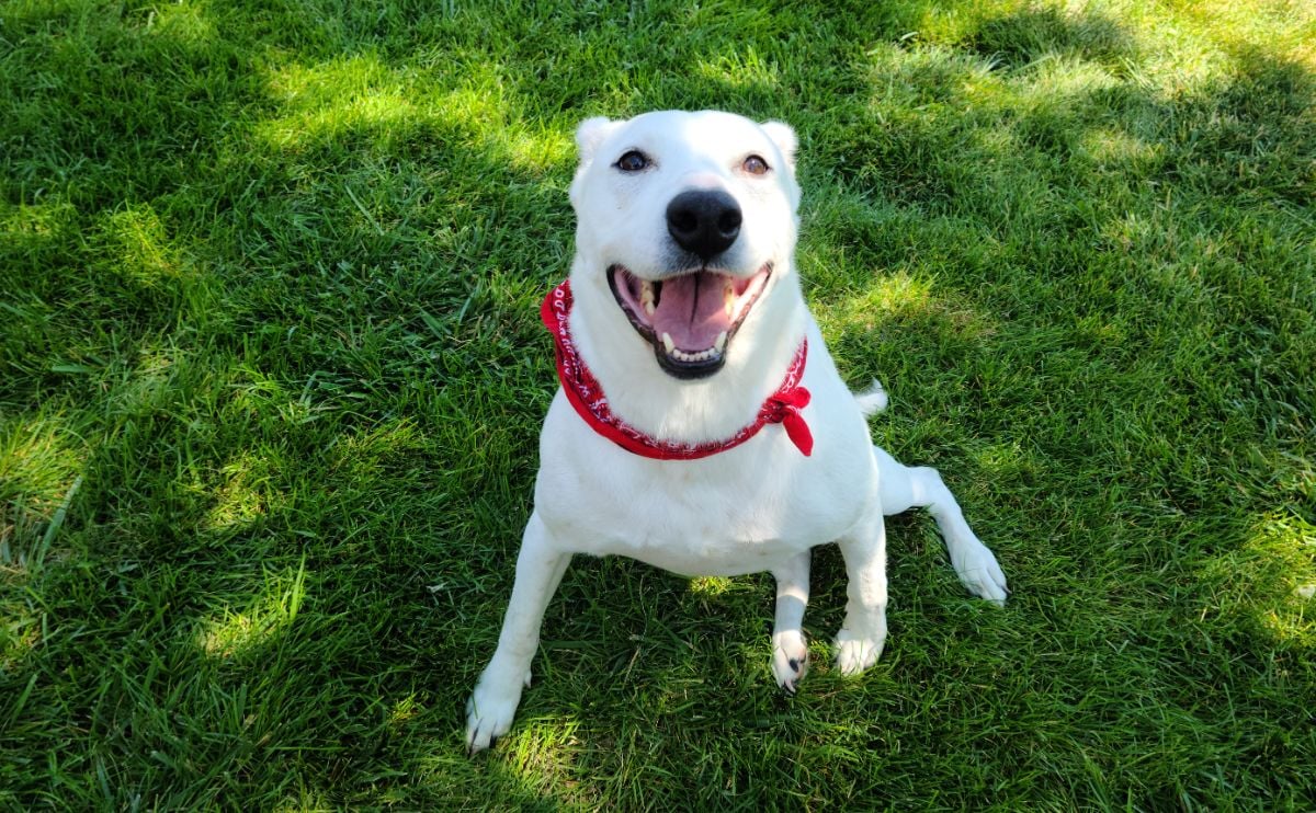 Can Dogs Smile? The Truth Behind Those Happy Faces - Canine Journal