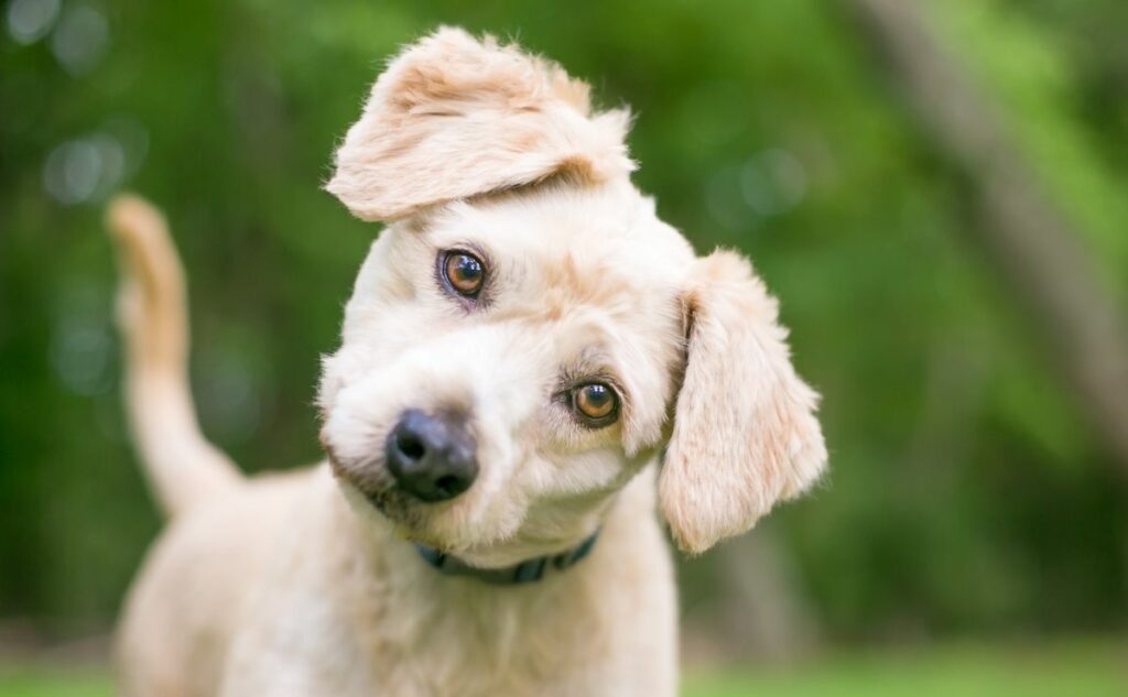 7 Reasons Your Dog Barks Excessively & How To Stop It - Canine Journal