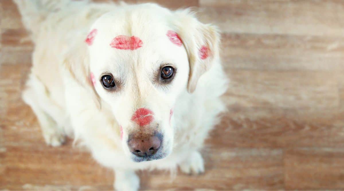 Sexiest Dog Breeds: Our New Study Uncovers The Bare Truth - Canine Journal