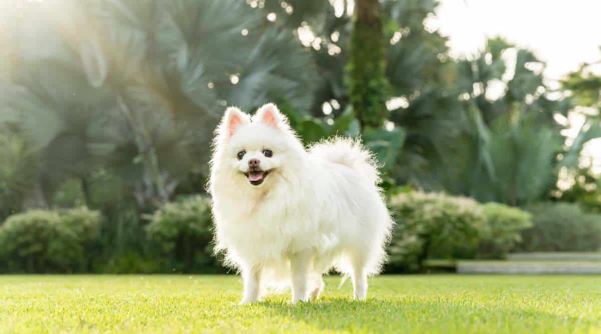 Tiny Dog, Big Personality: The Complete Pomeranian Owner’s Guide