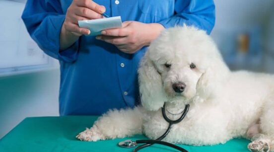 Is Your Poodle At Risk? 12 Poodle Health Issues Every Owner Should ...