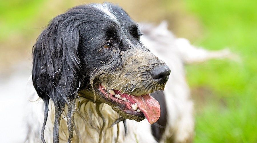 Why Does My Dog Smell? 7 Reasons For a Stinky Pup - Canine Journal