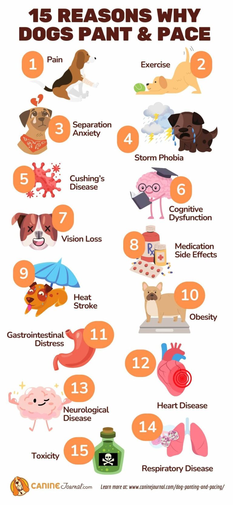 Is Your Dog Panting & Pacing? Discover 15 Possible Reasons Behind the ...