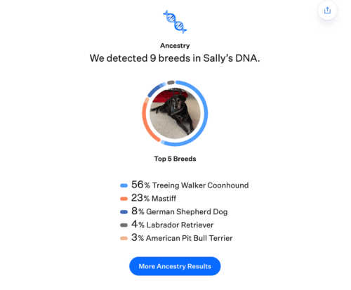 Wisdom Panel Review: My Dog's Real DNA Test Results