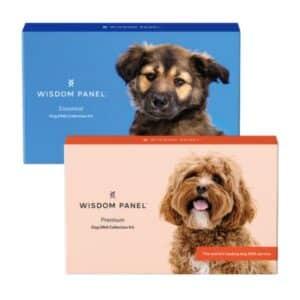 Embark DNA vs Wisdom Panel Health: Our Firsthand Experience Winner