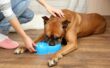 Is Your Boxer at Risk? 9 Genetic Health Issues You Must Know About ...