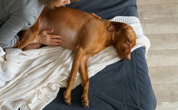 IBD In Dogs: Inflammatory Bowel Disease In Dogs, Symptoms, Causes ...