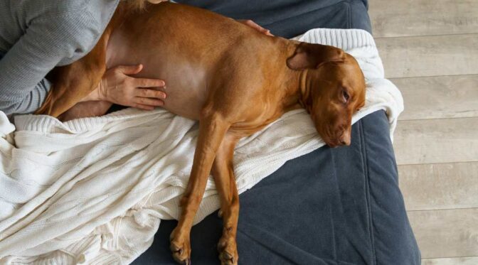 What Are The Signs Of Cancer In Dogs? | Canine Journal