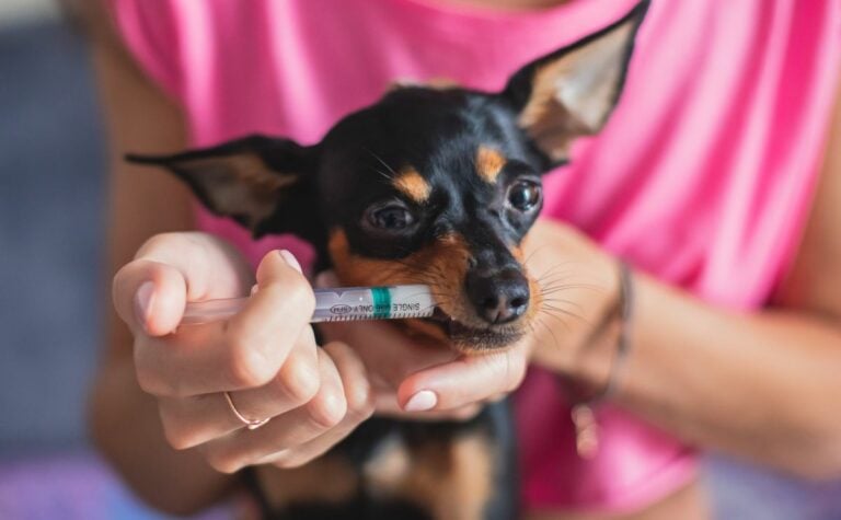 Prednisone For Dogs: What To Use It For And When + Side Effects