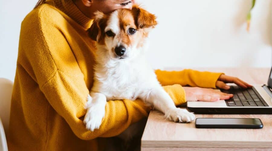 Best Rabbit Insurance: Hop Your Bunny Into Coverage Today