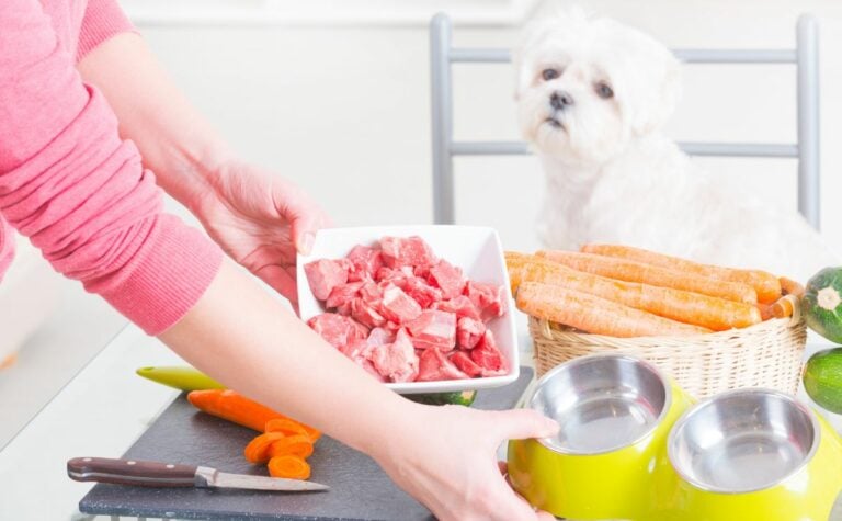 Rottweiler Feeding Chart: How Much To Feed Your Rottie Puppy - Canine ...