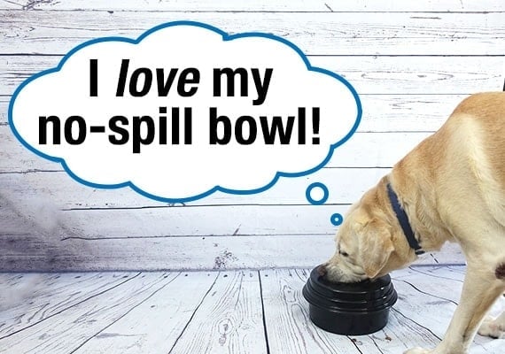 4 Best No-spill Dog Bowls For Sloppy Drinkers (17 Tested) | Canine Journal