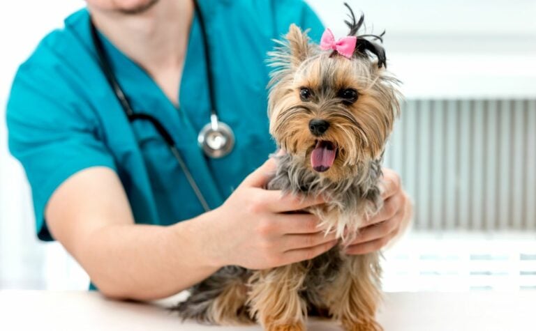 10 Yorkie Health Issues Every Owner Should Know Before It's Too Late ...