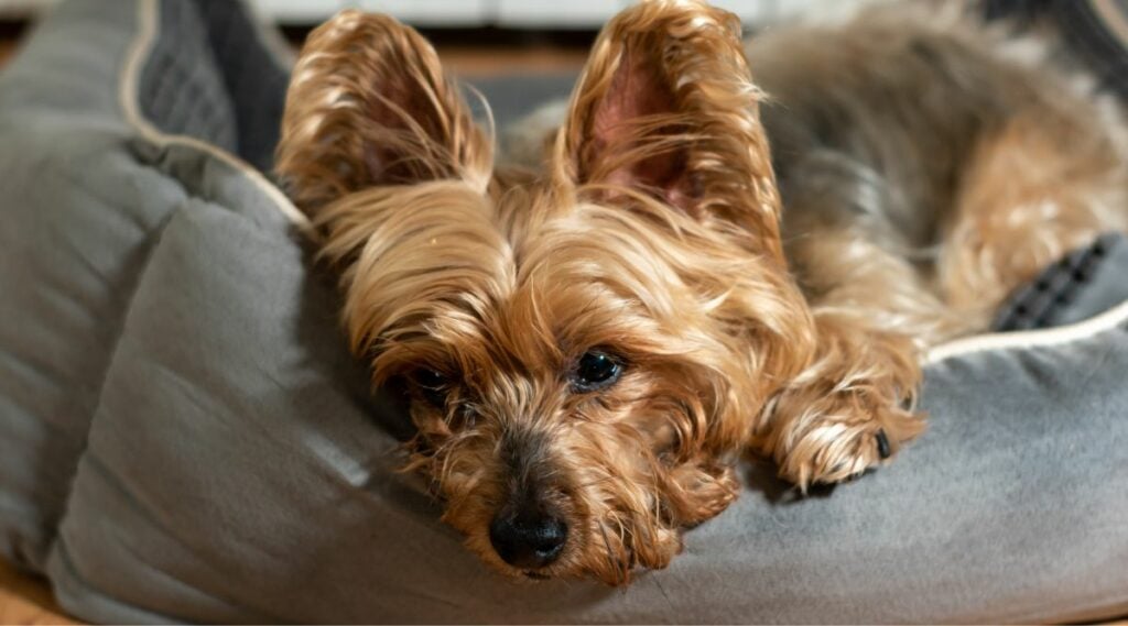 Best Dog Beds For Yorkies: Couch, Mattress, Elevated & More - Canine ...